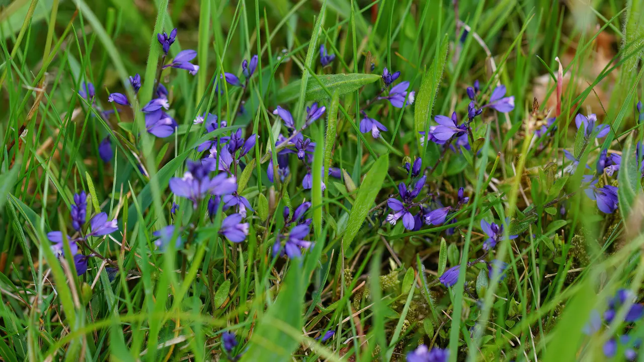 Senega: Benefits, Dosage, Side Effects, Drug Interactions, And Other ...