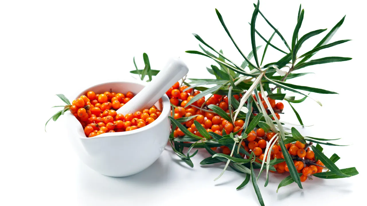 Sea Buckthorn: Benefits, Dosage, Side Effects, Drug Interactions, And ...