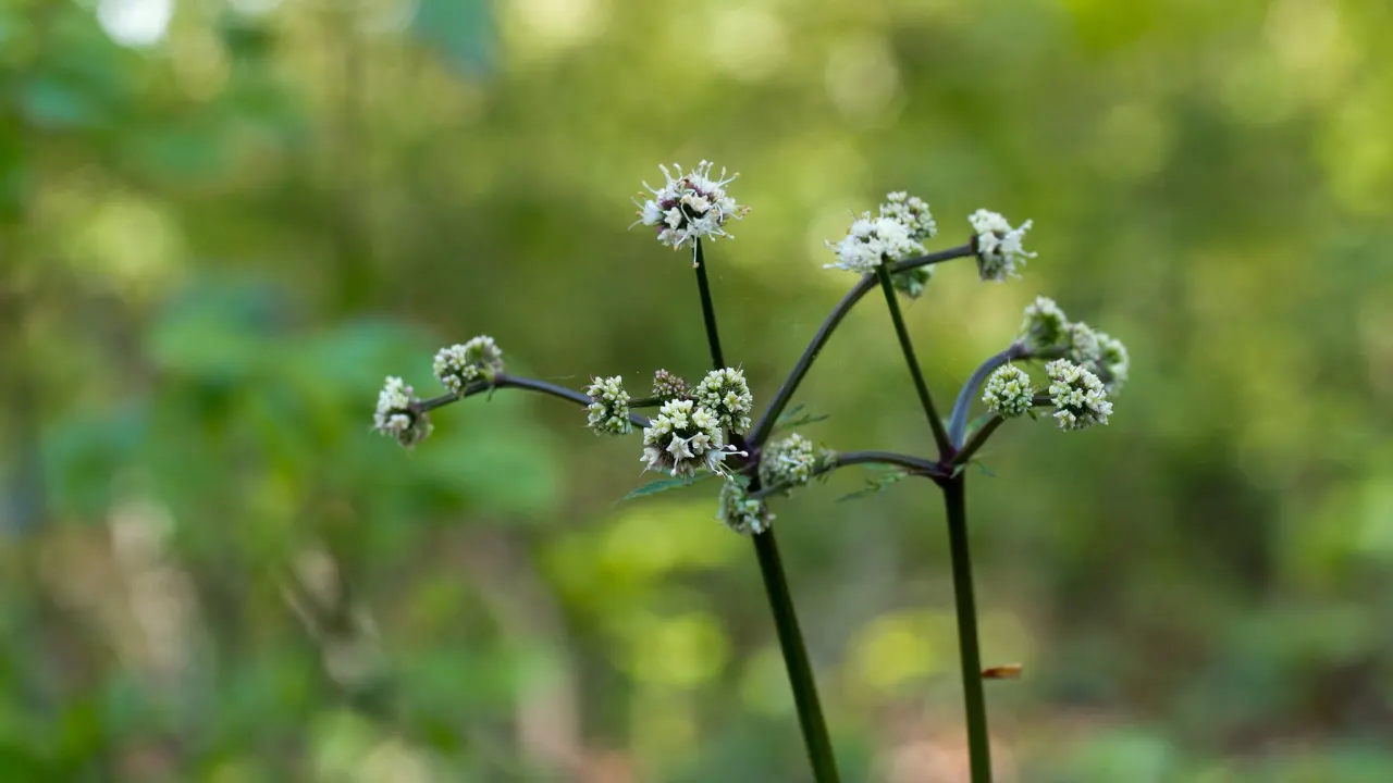 Sanicle: Benefits, Dosage, Side Effects, Drug Interactions, and Other ...