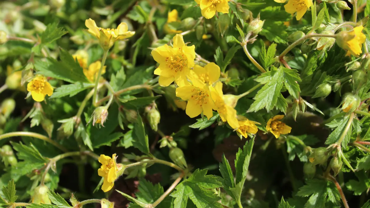 Tormentil: Benefits, Dosage, Side Effects, Drug Interactions, And Other ...