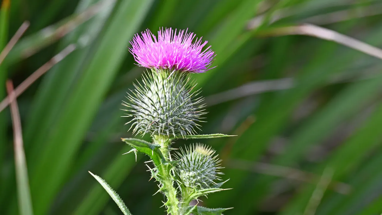 Scotch Thistle: Benefits, Dosage, Side Effects, Drug Interactions, And ...