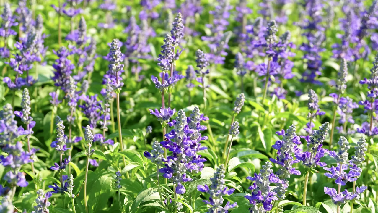 Salvia Divinorum: Benefits, Dosage, Side Effects, Drug Interactions ...