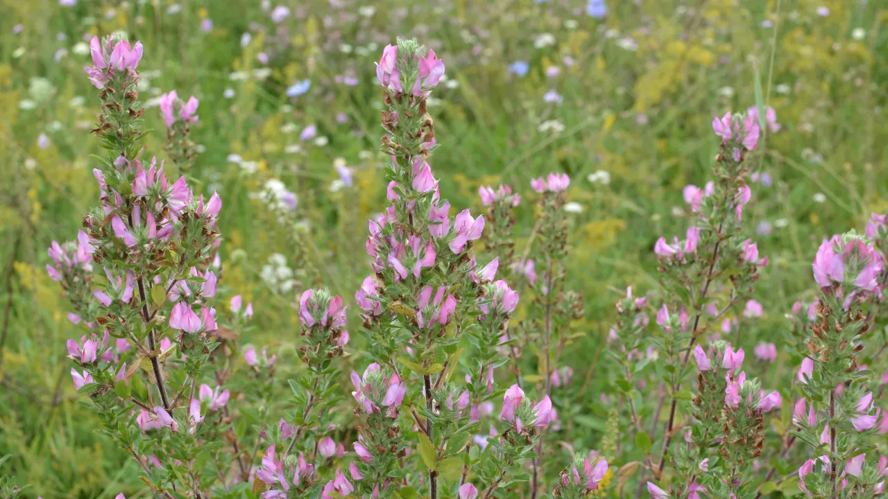 Spiny Restharrow: Benefits, Dosage, Side Effects, Drug Interactions ...
