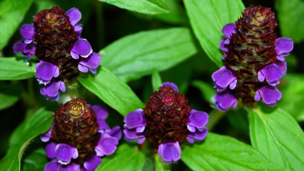 Self-Heal: Benefits, Dosage, Side Effects, Drug Interactions, And Other ...