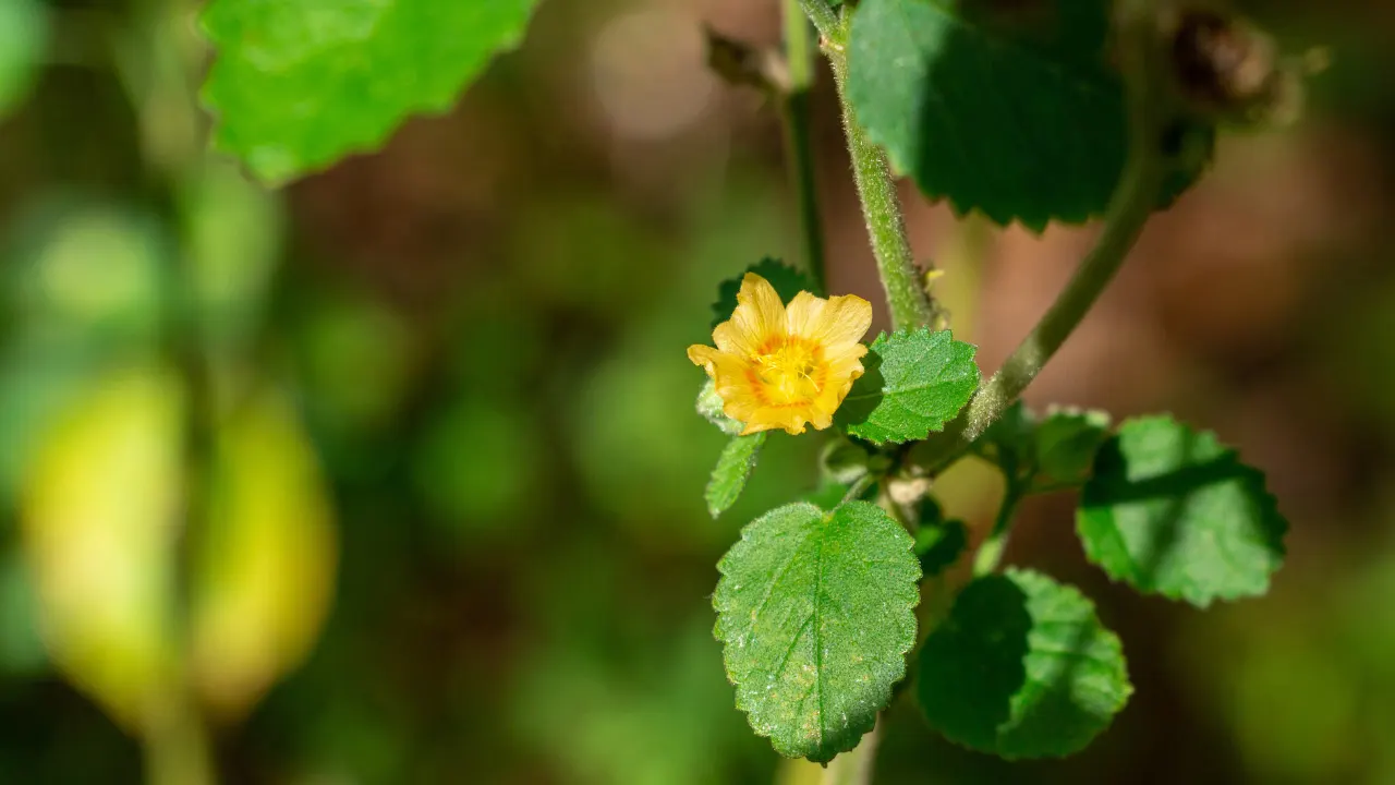 Sida Cordifolia: Benefits, Dosage, Side Effects, Drug Interactions, and ...