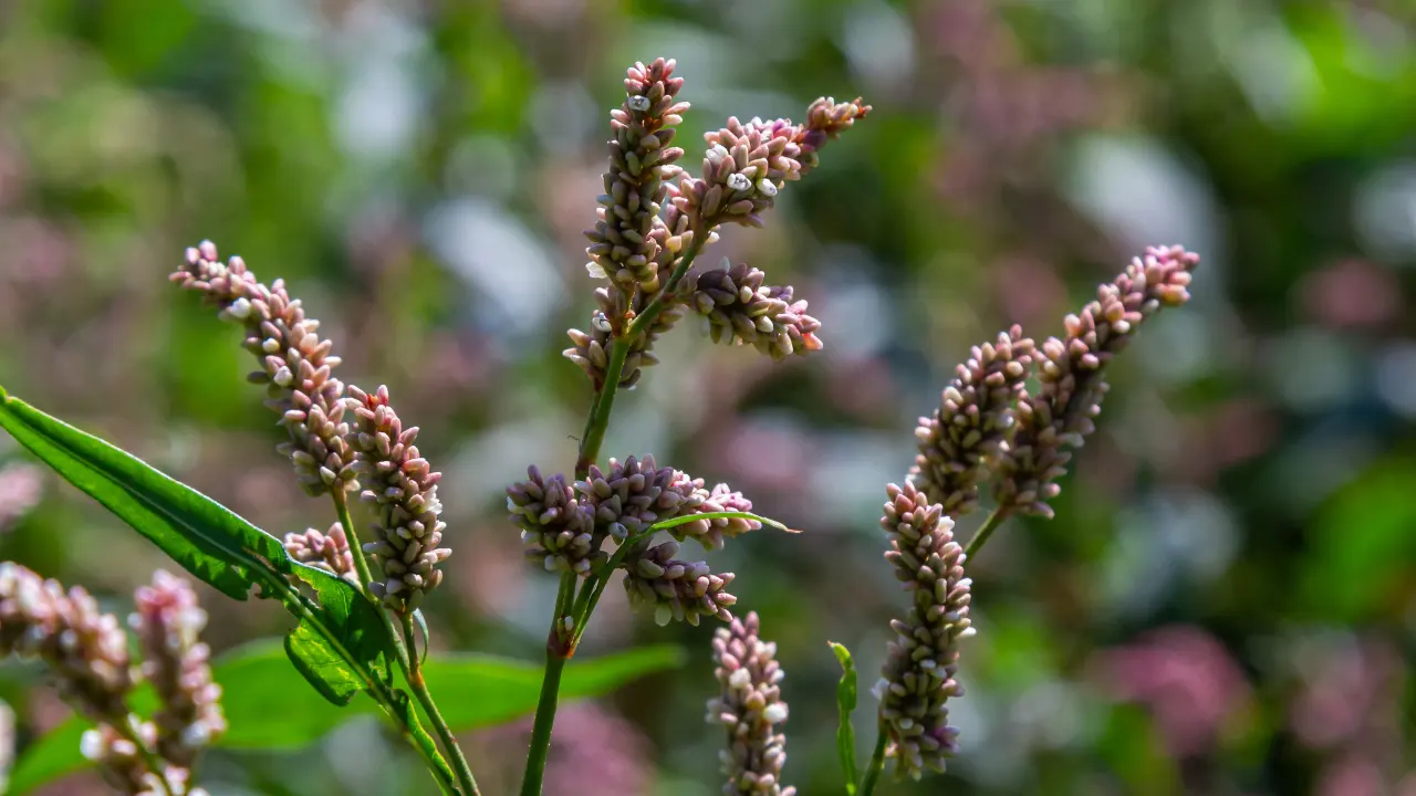 Smartweed: Benefits, Dosage, Side Effects, Drug Interactions, and Other ...