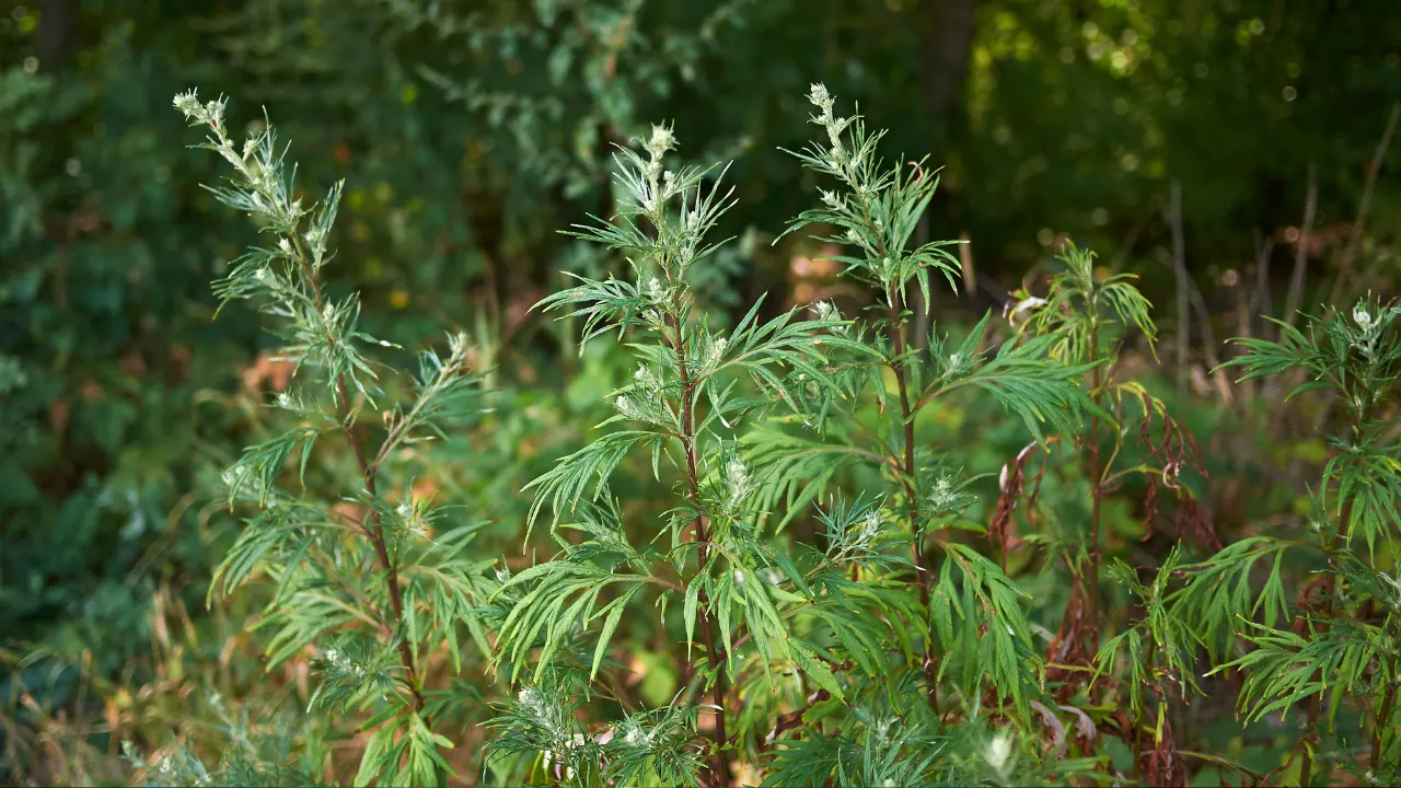 Sweet Annie: Benefits, Dosage, Side Effects, Drug Interactions, and ...