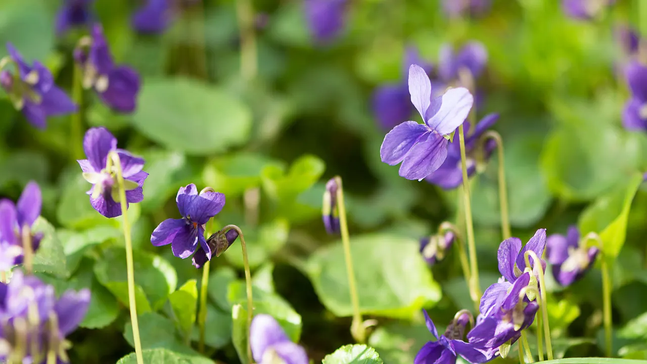 Sweet Violet: Benefits, Dosage, Side Effects, Drug Interactions, and ...