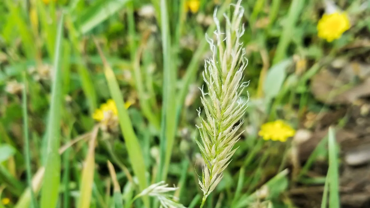 Sweet Vernal Grass: Benefits, Dosage, Side Effects, Drug Interactions ...