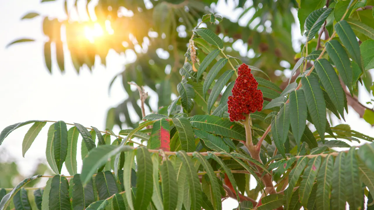 Sweet Sumach: Benefits, Dosage, Side Effects, Drug Interactions, and ...