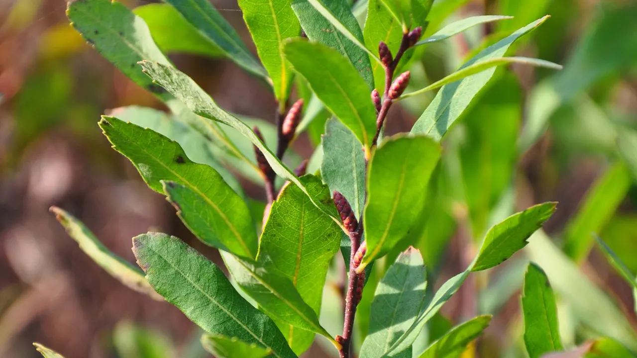 Sweet Gale: Benefits, Dosage, Side Effects, Drug Interactions, and ...