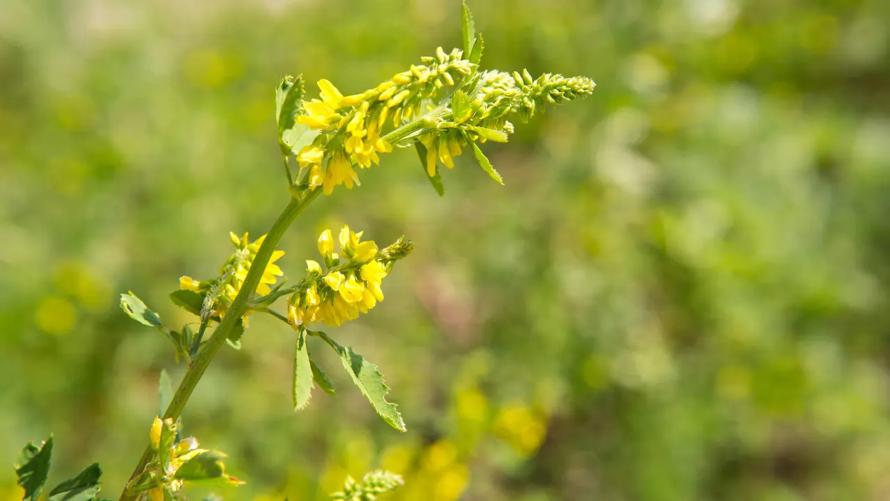 Sweet Clover: Benefits, Dosage, Side Effects, Drug Interactions, and ...