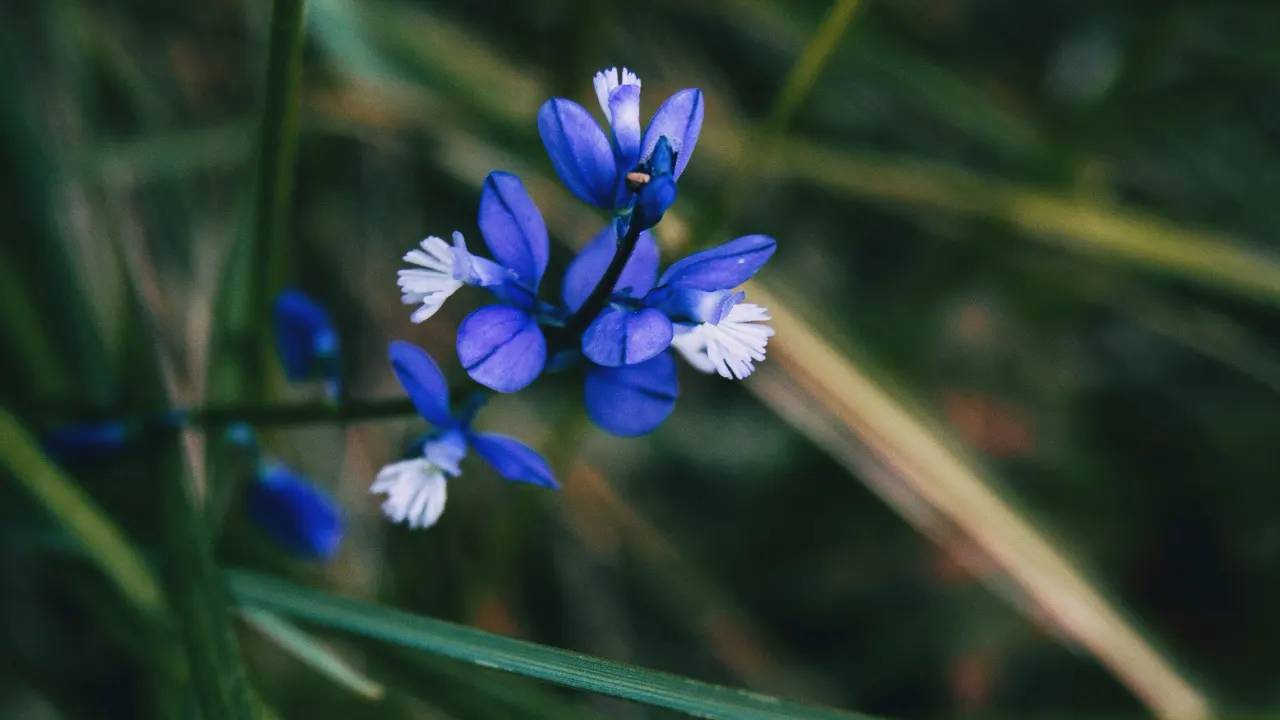 Polygala Tenuifolia: Benefits, Dosage, Side Effects, Drug Interactions ...