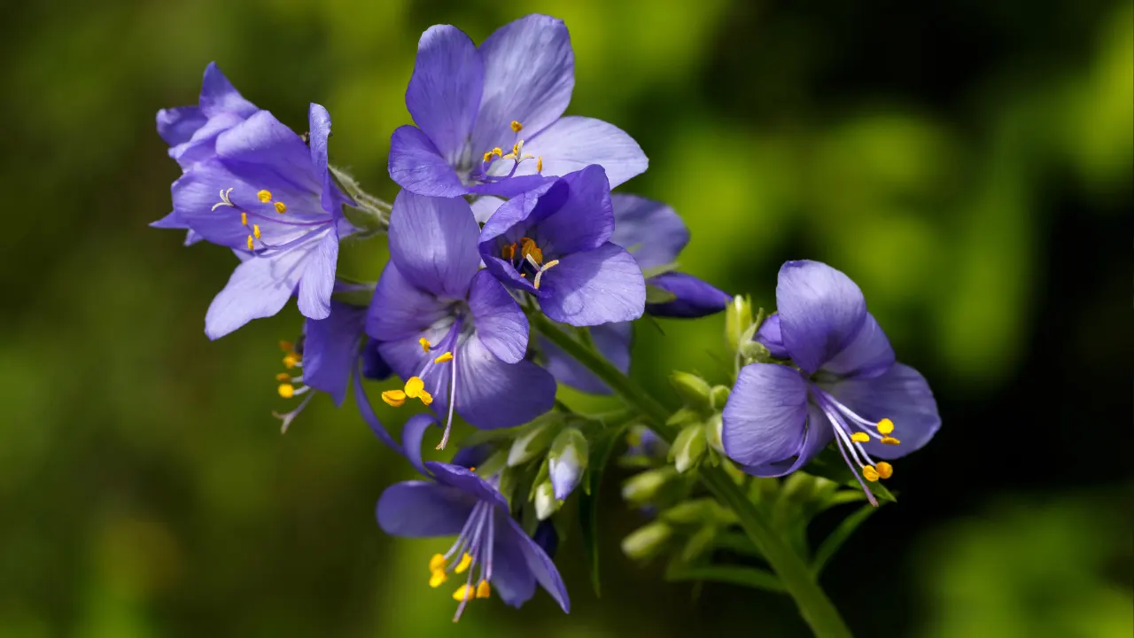 Abscess Root: Benefits, Dosage, Side Effects, Drug Interactions, And ...