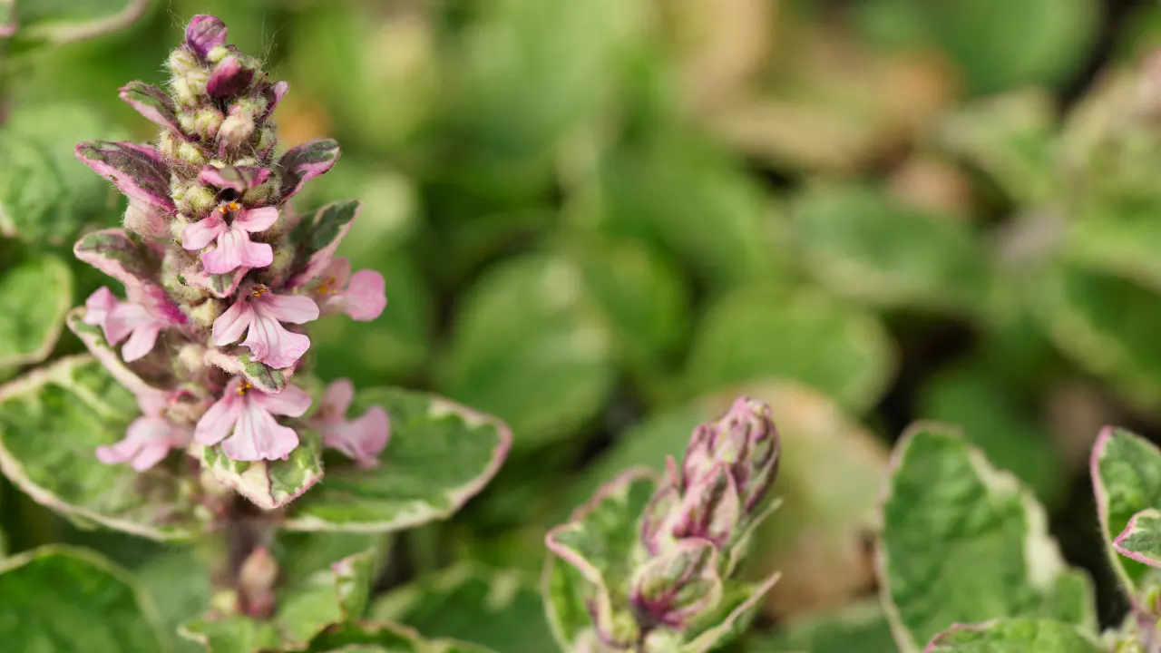 Ajuga nipponensis: Benefits, Dosage, Side Effects, Drug Interactions ...