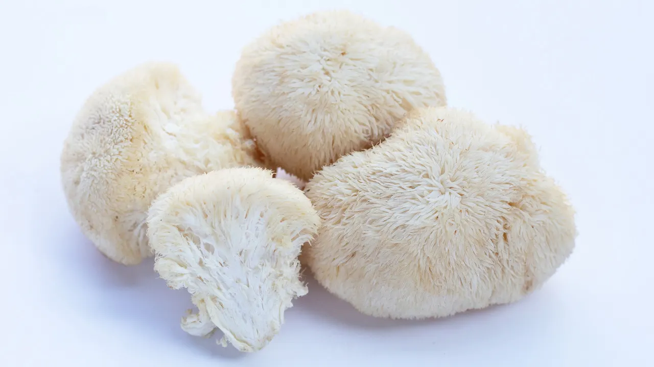 Lion’s Mane: Benefits, Dosage, Side Effects, Drug Interactions, And ...
