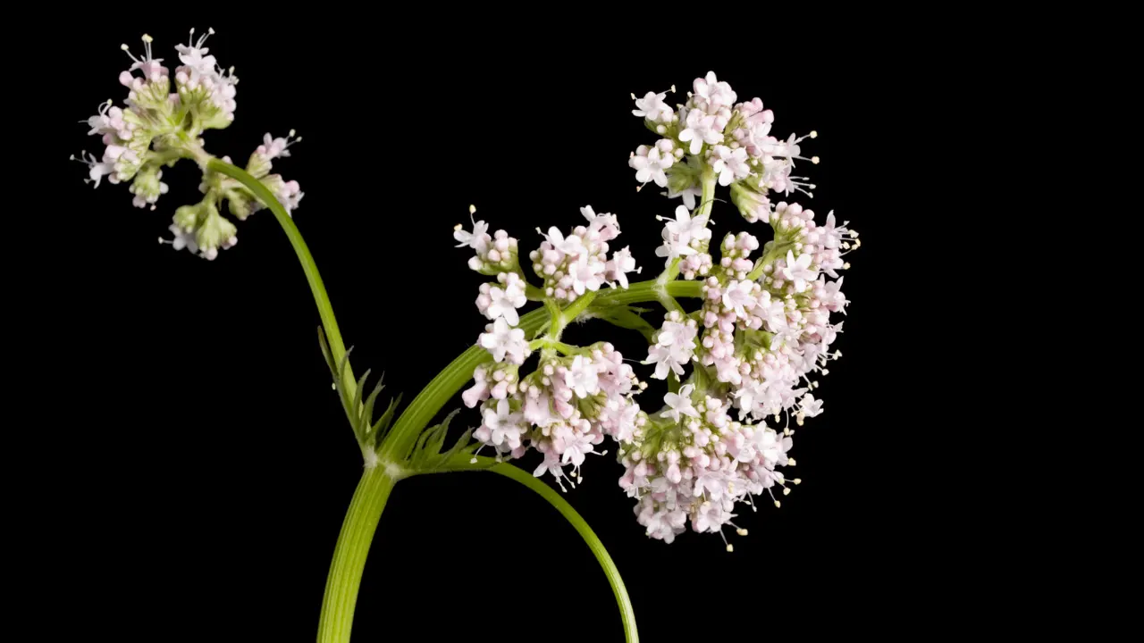 Valerian (Valeriana officinalis): Benefits, Dosage, Side Effects, Drug ...