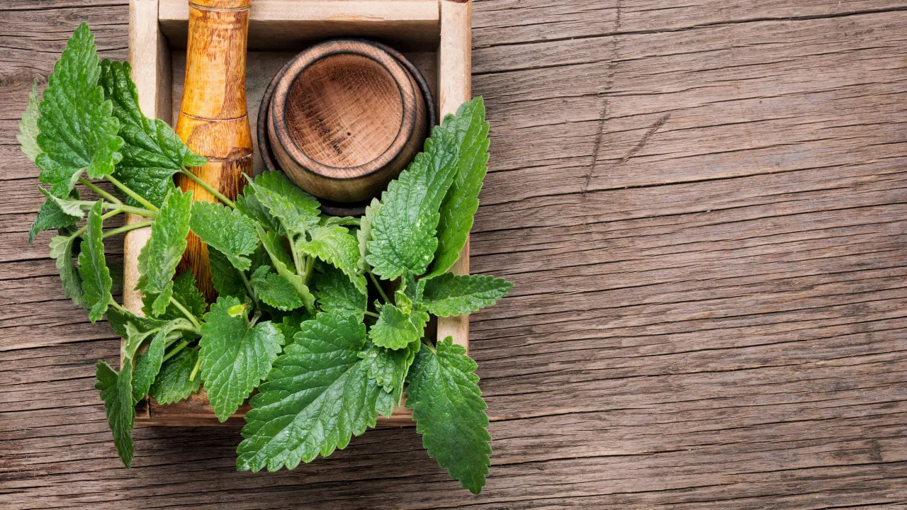 Lemon Balm: Benefits, Dosage, Side Effects, Drug Interactions, And ...