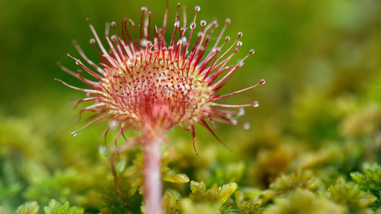 Sundew: Benefits, Dosage, Side Effects, Drug Interactions, and Other ...