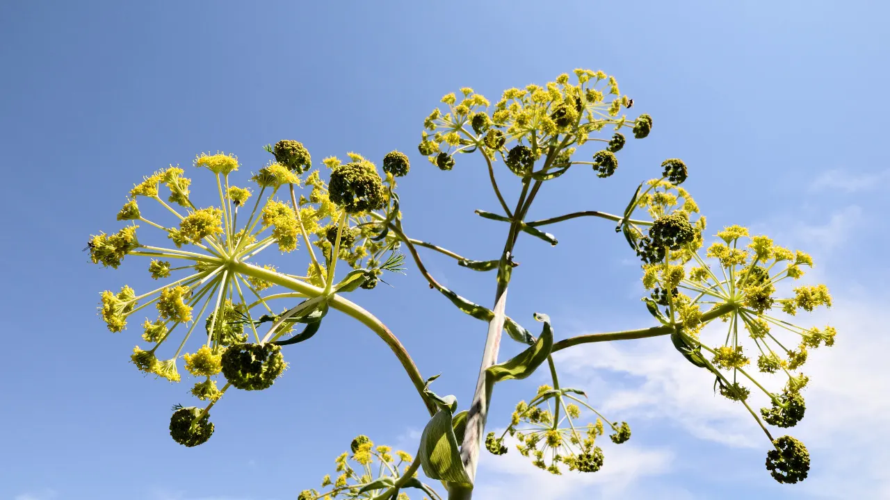 Sumbul: Benefits, Dosage, Side Effects, Drug Interactions, and Other ...