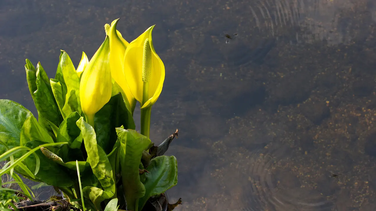 Skunk Cabbage: Benefits, Dosage, Side Effects, Drug Interactions, and ...