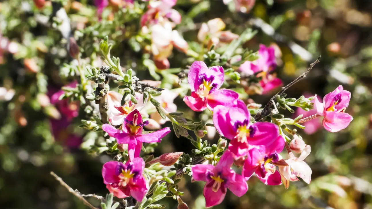 Rhatany: Potential Nootropic Benefits, Dosage, Side Effects ...