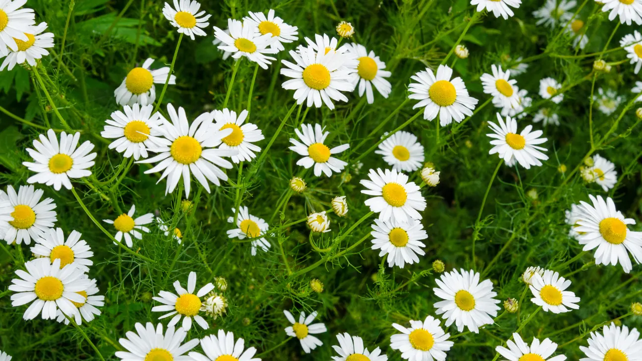 Roman Chamomile: Comprehensive Overview of Potential Nootropic Benefits ...