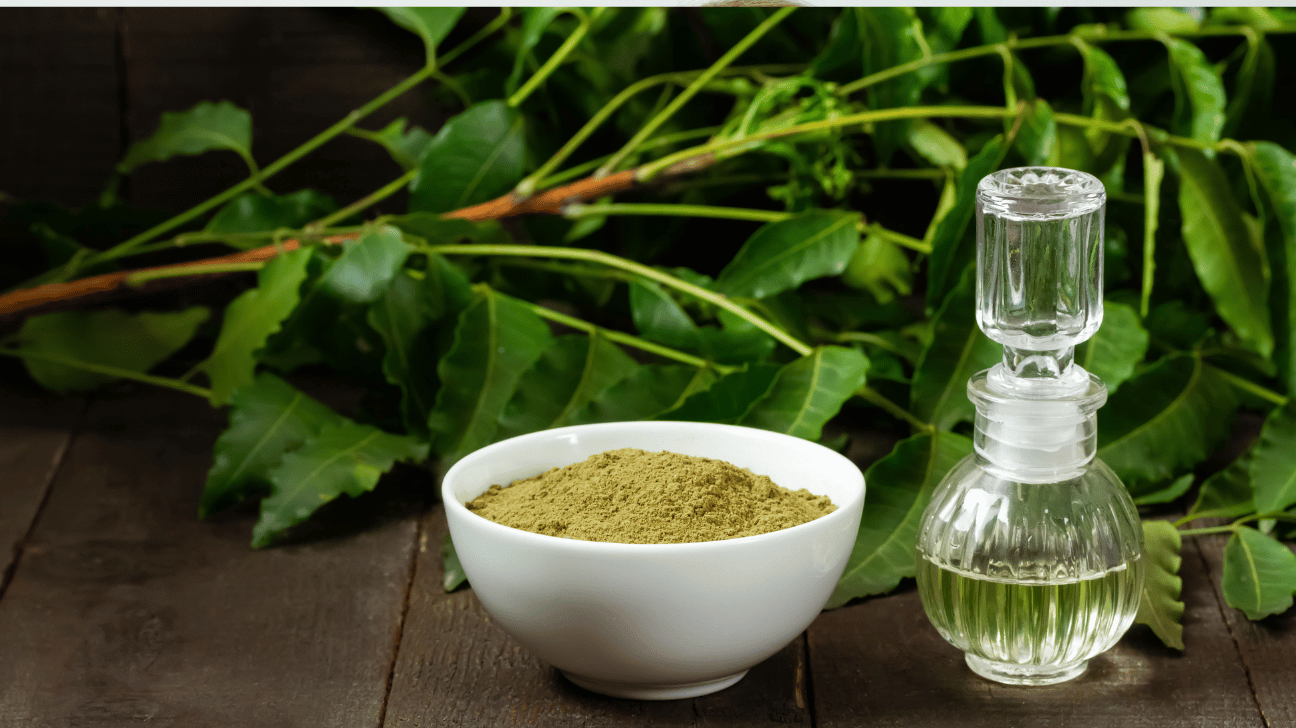 Neem: Potential Nootropic Benefits, Dosage, Side Effects, Interactions ...