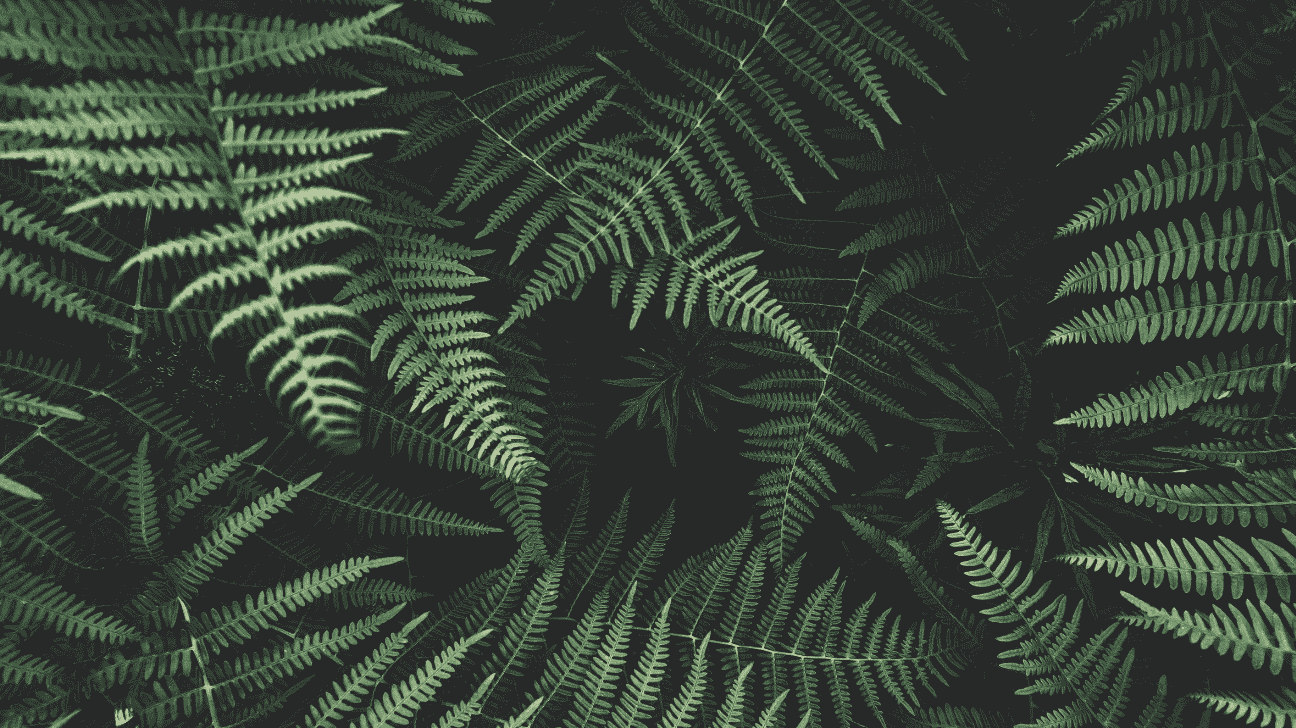 Male Fern: Potential Nootropic Benefits, Dosage, Side Effects ...