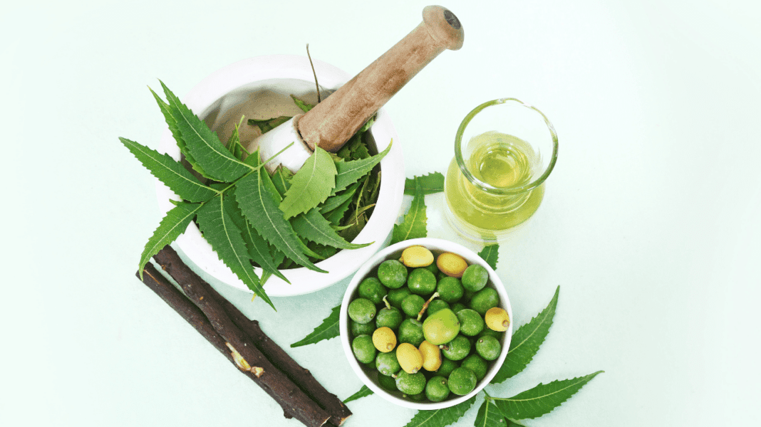 Neem: Potential Nootropic Benefits, Dosage, Side Effects, Interactions ...