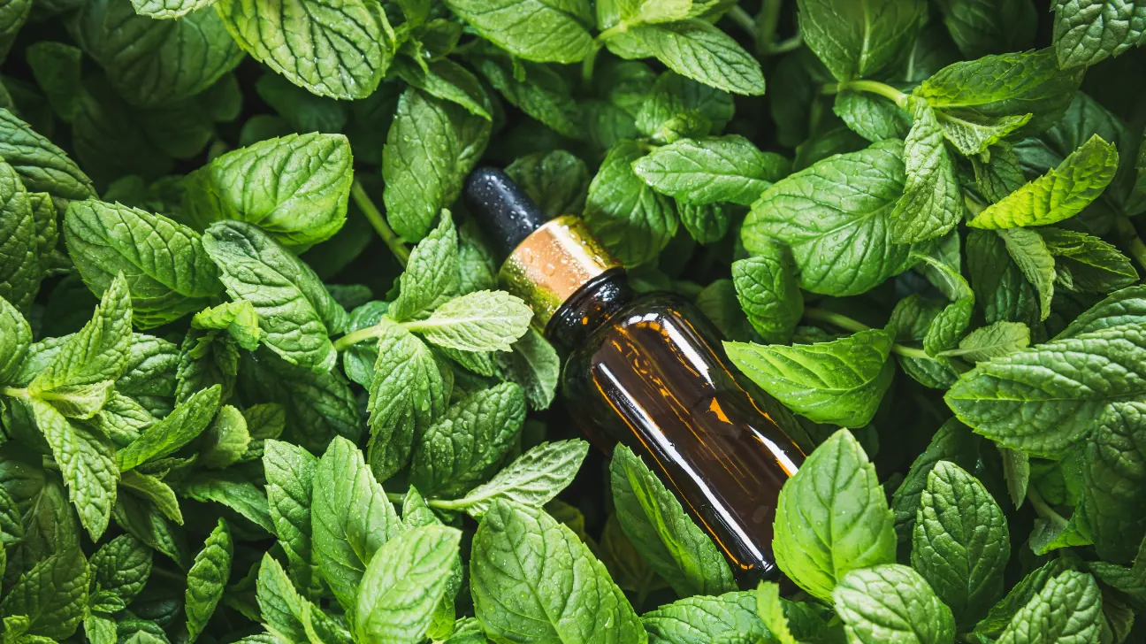 Peppermint: Potential Nootropic Benefits, Dosage, Side Effects ...