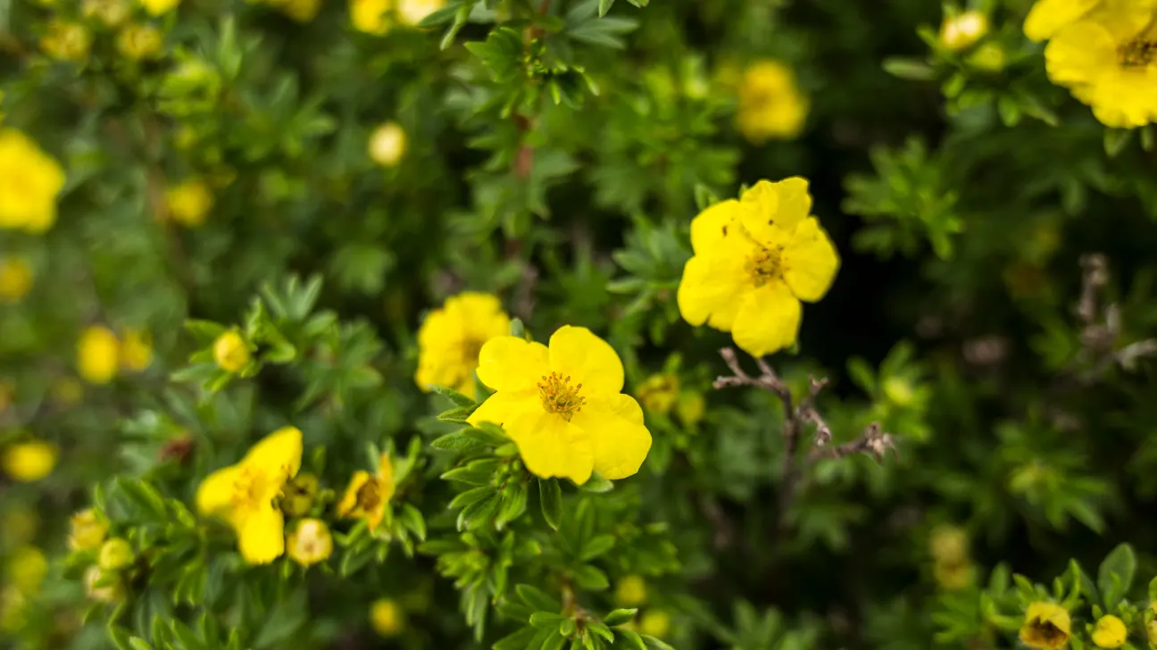Potentilla: Potential Nootropic Benefits, Dosage, Side Effects ...