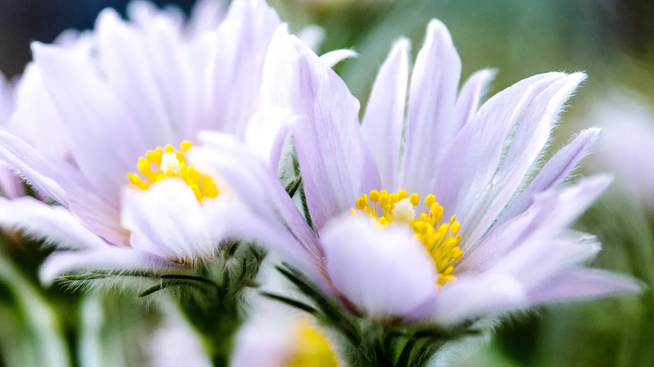 Pulsatilla: Potential Nootropic Benefits, Dosage, Side Effects ...
