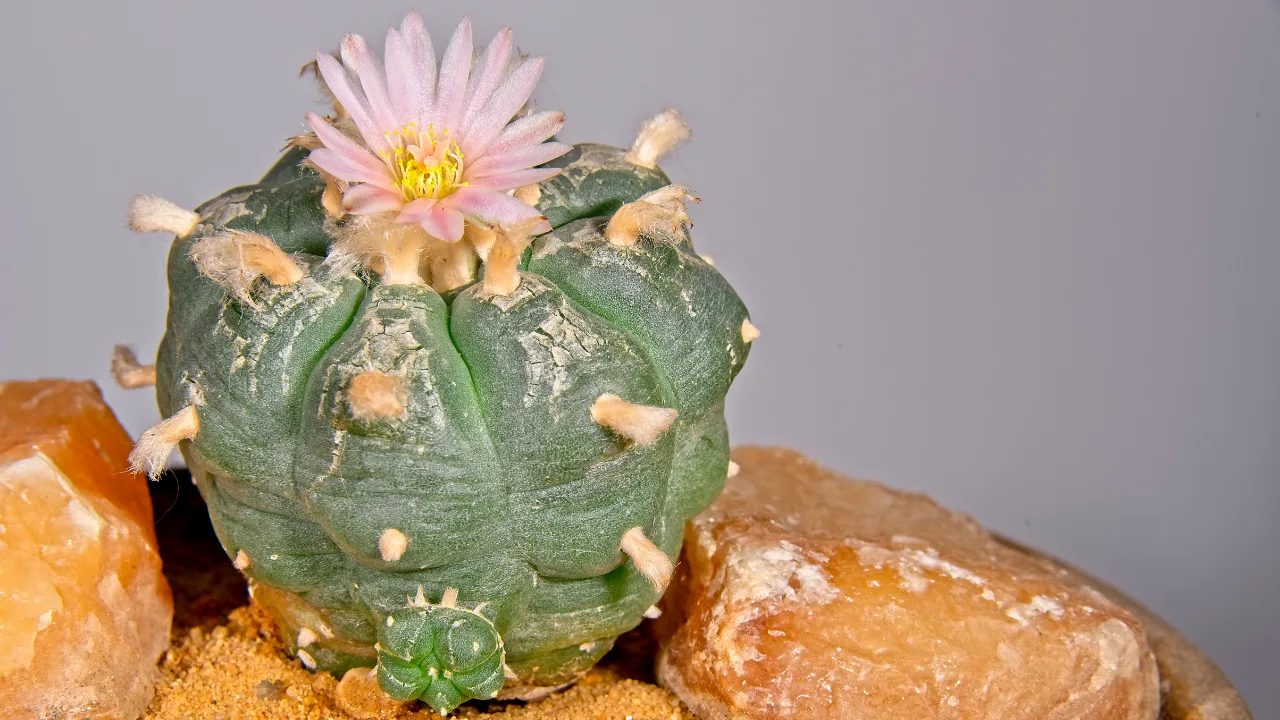 Peyote: Potential Nootropic Benefits, Dosage, Side Effects ...
