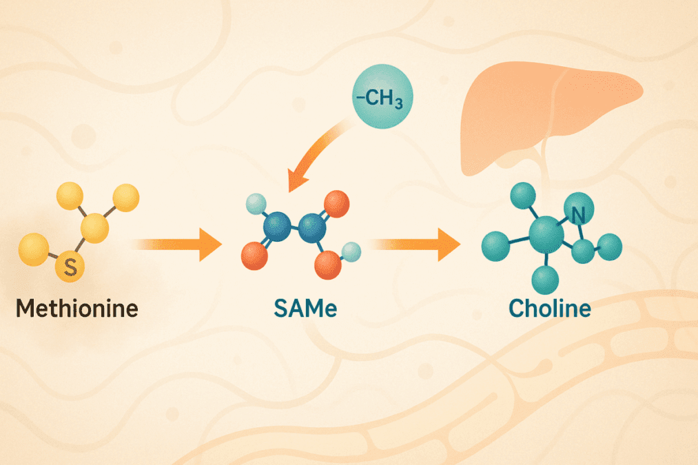How Choline Supports Cognitive Function: Understanding the Formula, Its ...